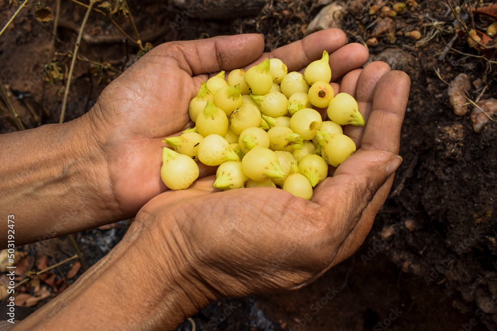 Person holding fruit flower of Mahua flowers naturally dried and picked ...