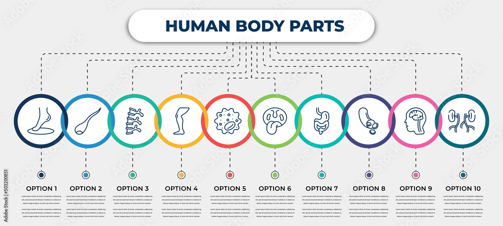 vector infographic template with icons and 10 options or steps ...