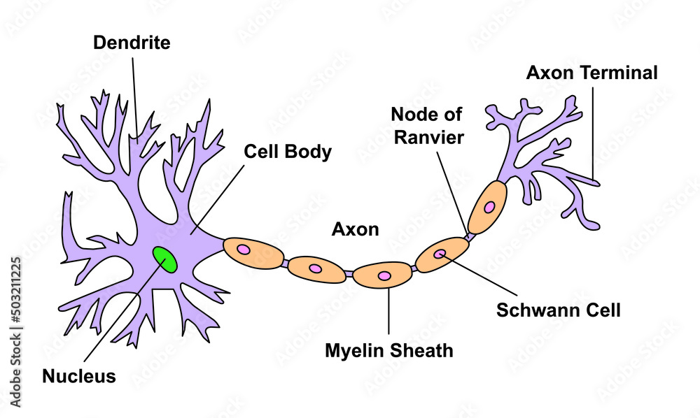 Scientific Designing of Neuron Structure. Colorful Symbols. Vector ...