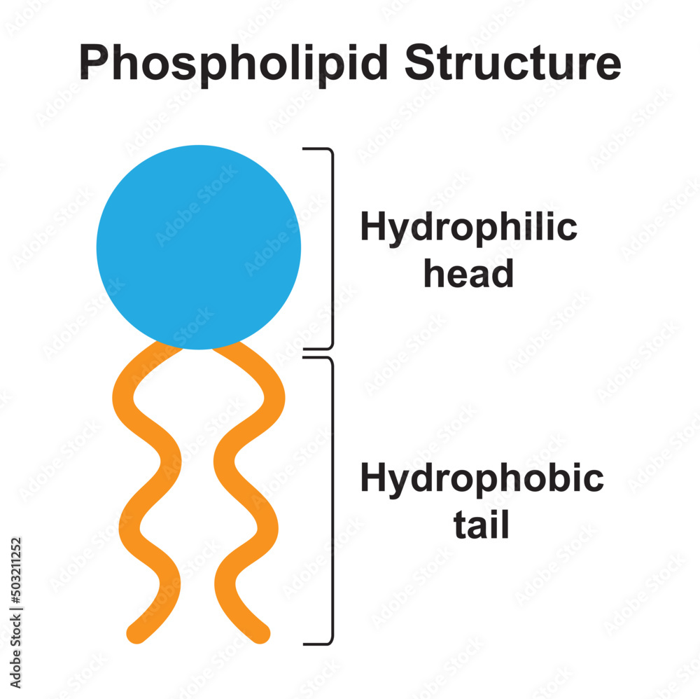 Hydrophobic And Hydrophilic Molecules