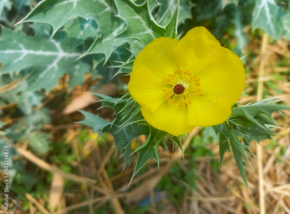 Argemone mexicana called as Mexican prickly poppy is a species of poppy ...