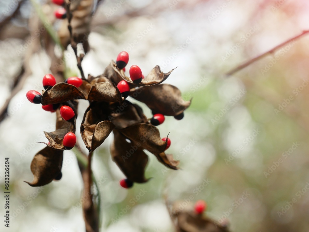 Abrus precatorius with a bright red ball, a small red seed that ...