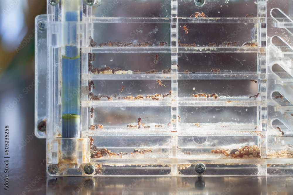 An ant farm with a colony of ants in a transparent container for ...