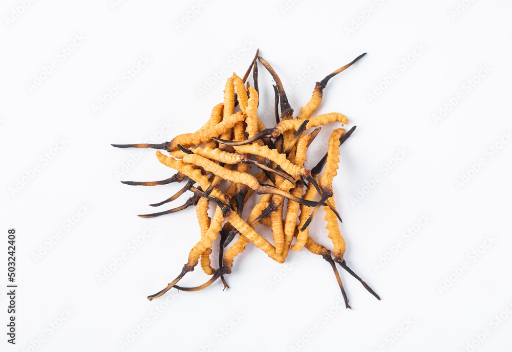 Photography of cordyceps sinensis, a nourishing Chinese herb Stock ...