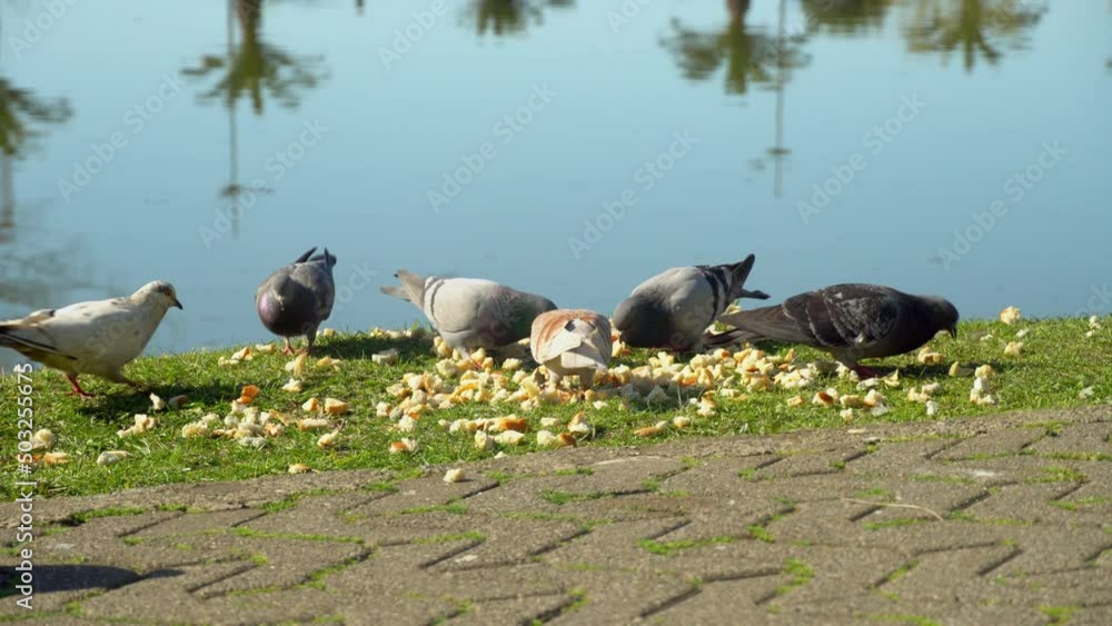 Vidéo Stock Large crowd of pigeons on pedestrian street. Blurry group ...