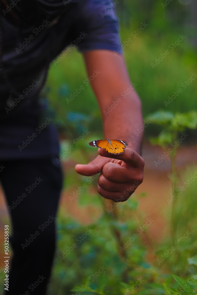 Butterfly grabbing onto the hand with wings flapping and good swallow ...