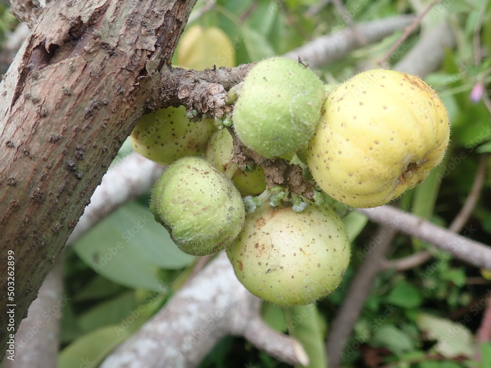 Ficus racemosa bears fruit on a tree branch in the garden. Ficus ...