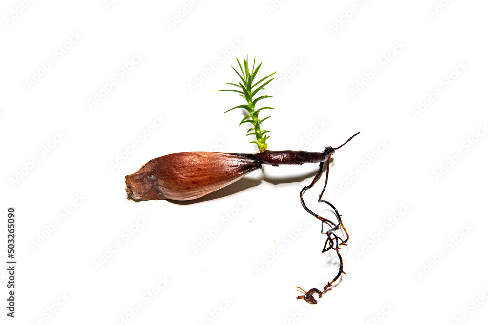 Pine nut sprouting, araucaria fruit with roots and sprout in isolated ...