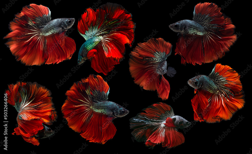 Set of beautiful eight betta fish, Collection movement of red green ...