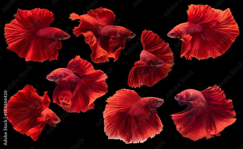 Set of beautiful eight betta fish, Collection movement of red Betta ...