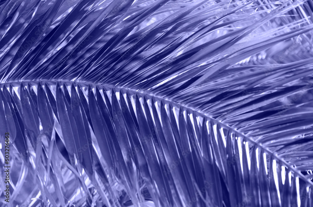 Palm tree leaf bunch toned in veri peri color, color of the year, 2022 ...