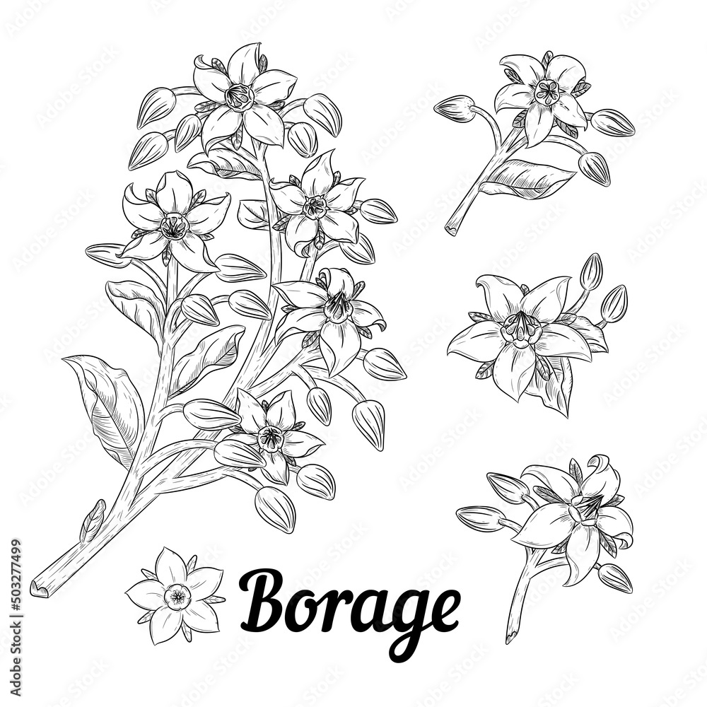 Borage or starflower herb. Branches with leaves and flowers. Vector ...