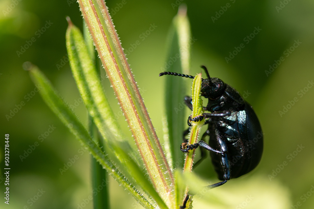 Timarcha tenebricosa - Bloody-nosed Beetle - Chrysomèle noire - Crache ...