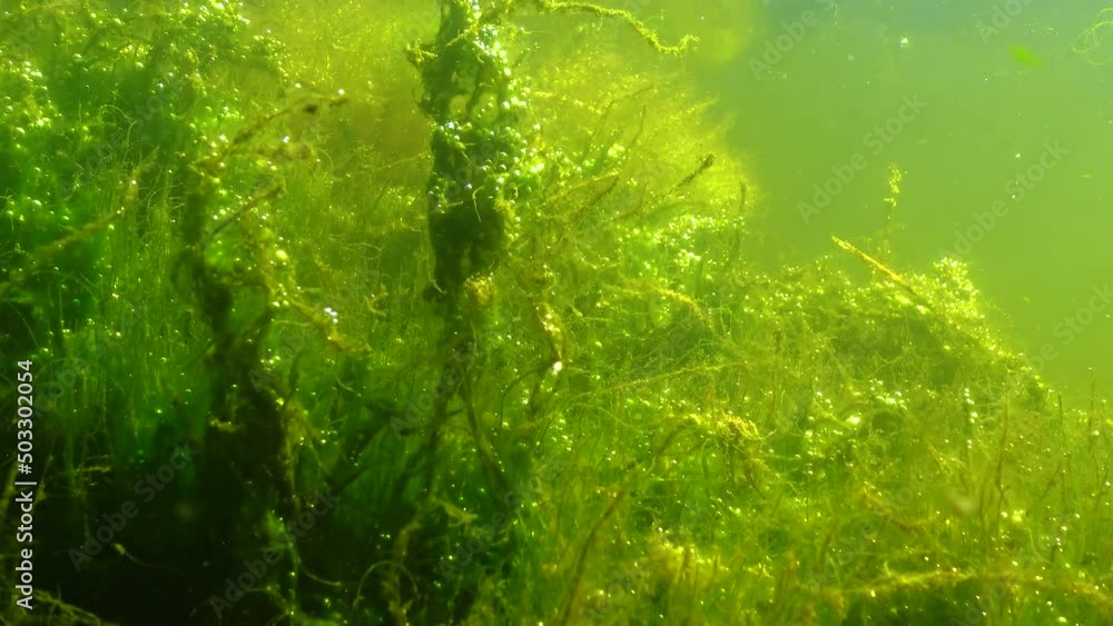 Thickets of aquatic flowering plants and oxygen-producing algae in ...