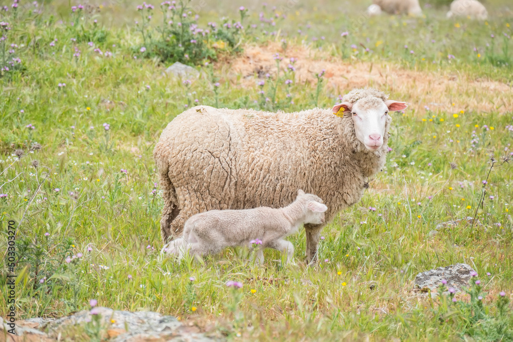 Sheep with their young with a few days of life Stock Photo | Adobe Stock
