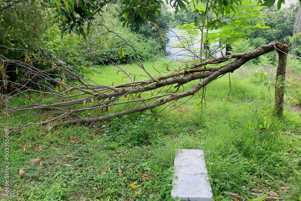 Broken branch snapped over with green grass and trees Stock Photo ...