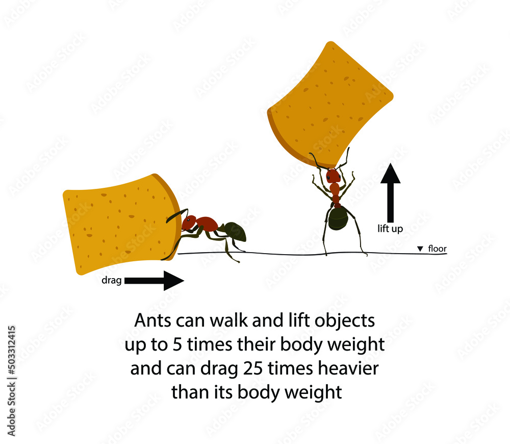 illustration of physics and Biomechanics, the ants can lift an object ...