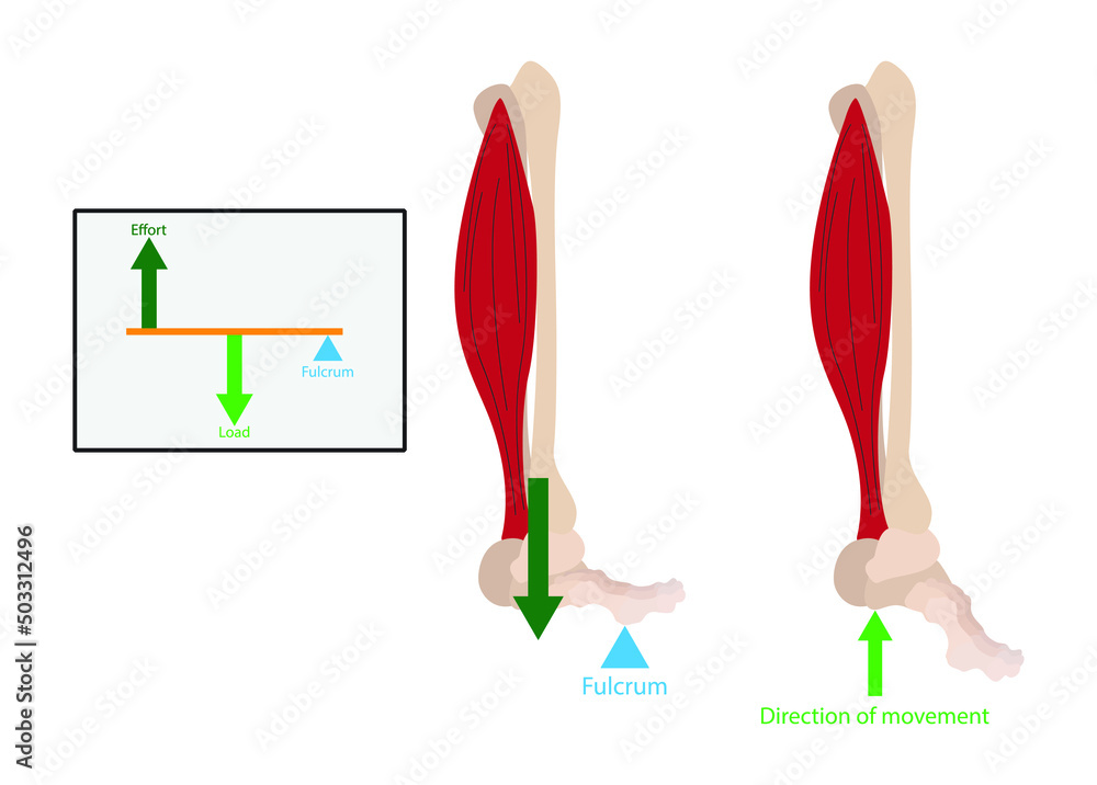 illustration of biology and physics, Lever Systems in the Body ...