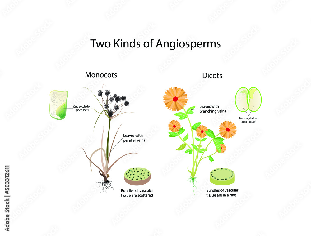 Plakat illustration of biology, Monocots and Dicots plants, Comparison ...