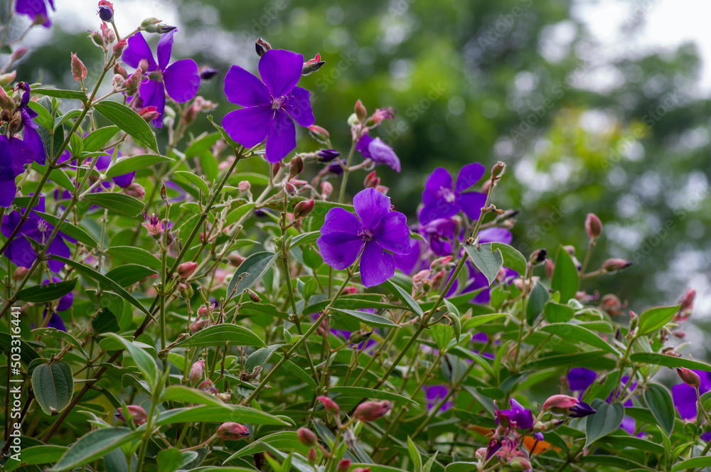 Glory bush flower (Tibouchina urvilleana), known as Lasiandra, Princess ...