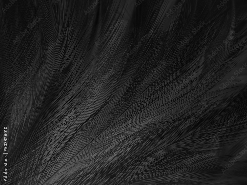 Beautiful abstract black feathers on white background, soft white ...