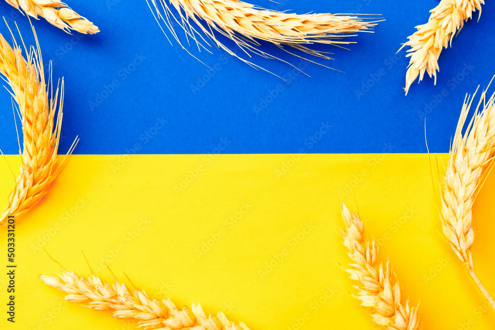 Ukraine wheat grain background. Ukrainian symbol with wheat grain ear ...