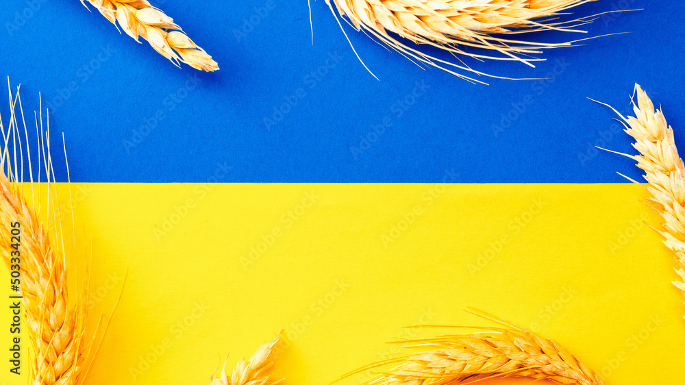 Ukraine flag wheat grain background. Ukrainian symbol with wheat grain ...