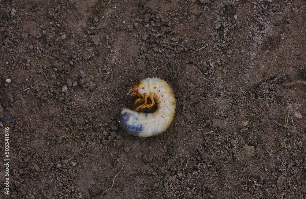 Melolonthinae. Scarab beetle. Scarabaeidae. Larva of may-bug on the ...