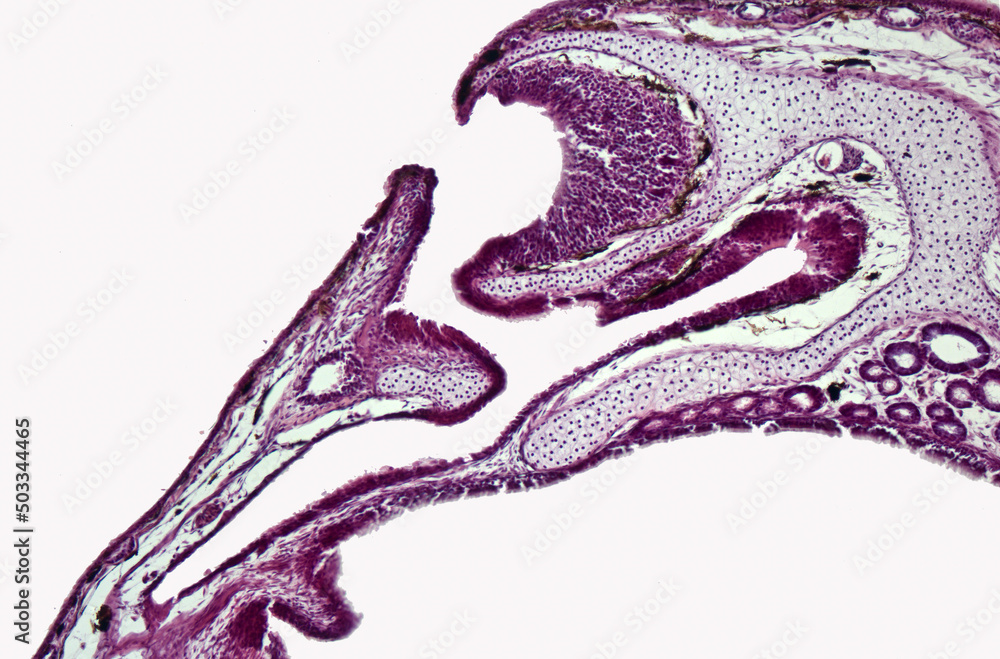 Cross section of the olfactory organ (nasal cavity, vomeronasal organ ...