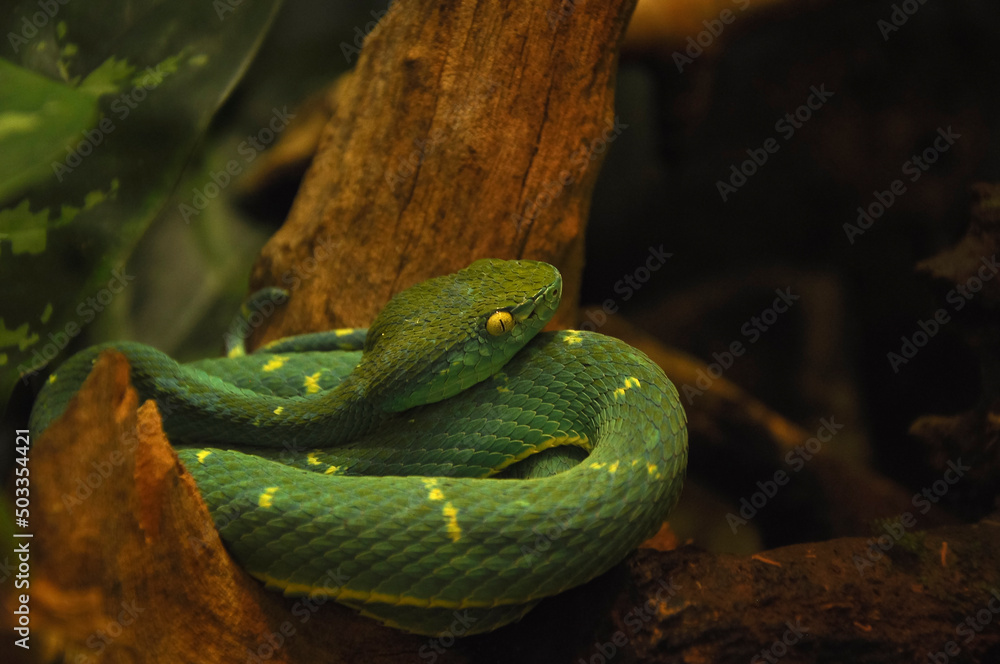 Green pit viper Stock Photo | Adobe Stock