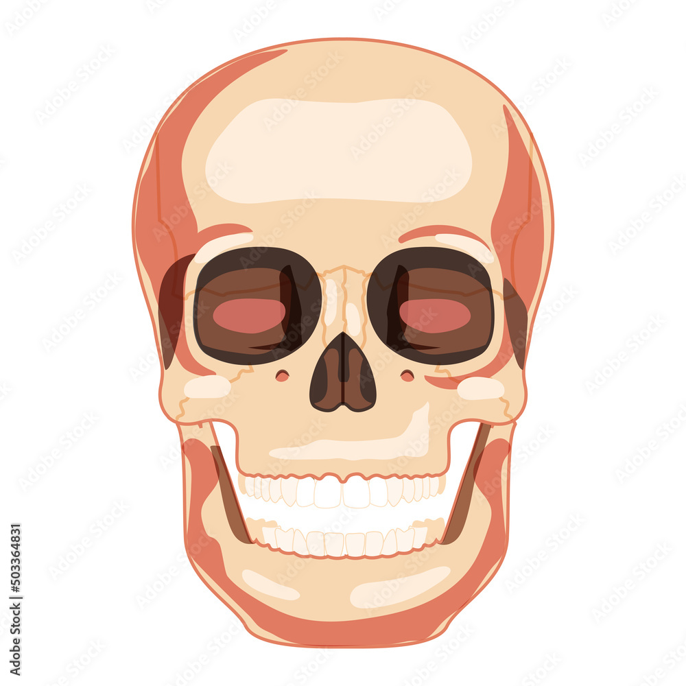 Skull Smiley Skeleton Human head front view. Human face model with open ...