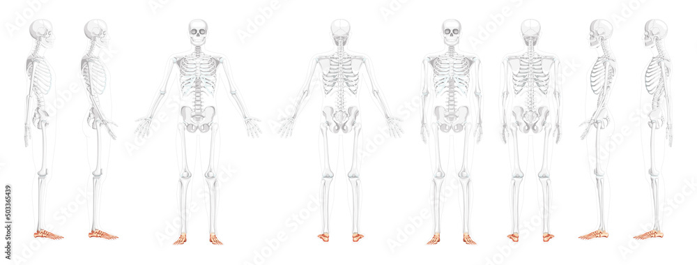 Set of Skeleton Foot ankle Bones Human front back side view with partly ...