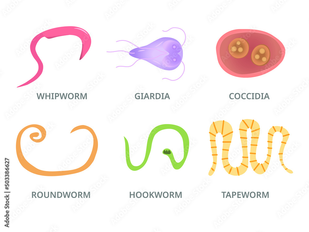 Vector Illustration of a Human Parasites, hookworm whipworm tapeworm ...