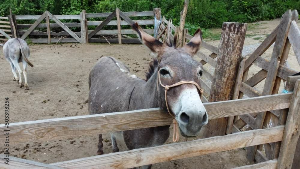 Two donkeys stand behind corral fence at donkey farm. Two muzzles of ...