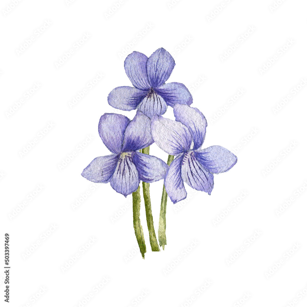 watercolor drawing bouquet of spring flowers, blue violets isolated at ...
