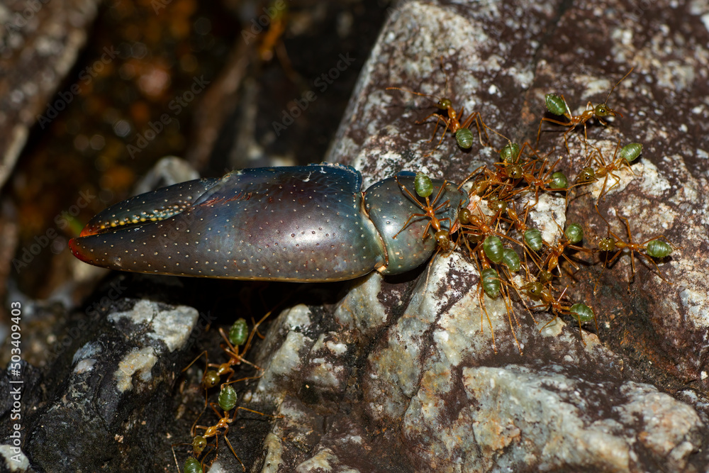 Tropical Australian green ants, rhytidoponera metallica, dragging a ...