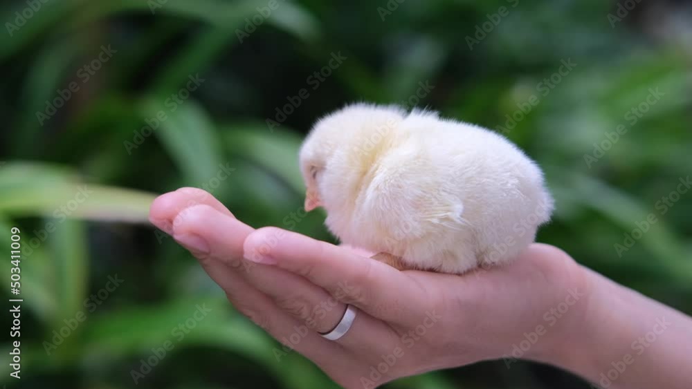 The appearance of a chick, a yellow live ball of fluff. On the palm of ...
