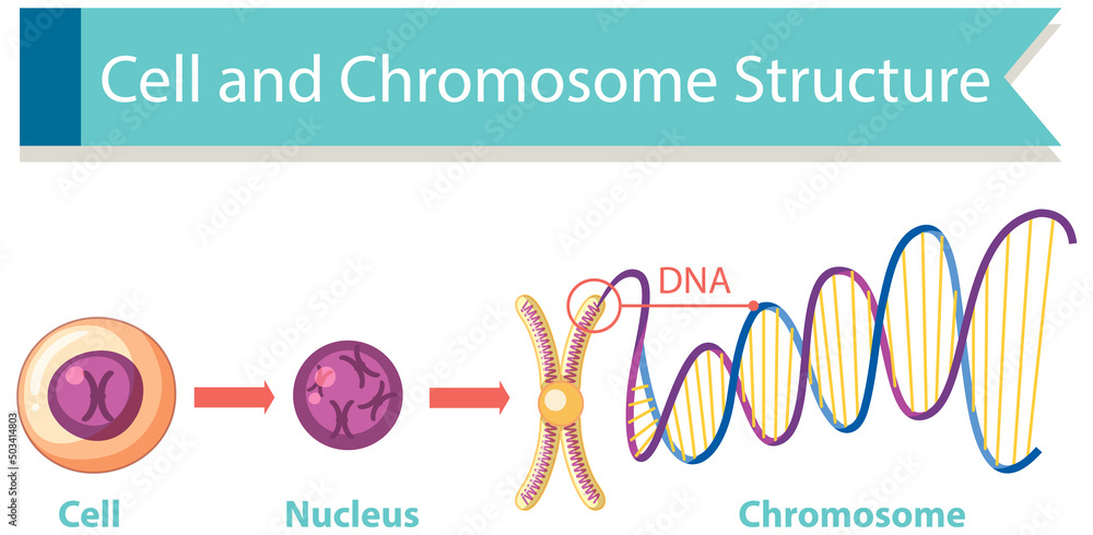 Diagram of cell and chromosome structure Stock Vector | Adobe Stock