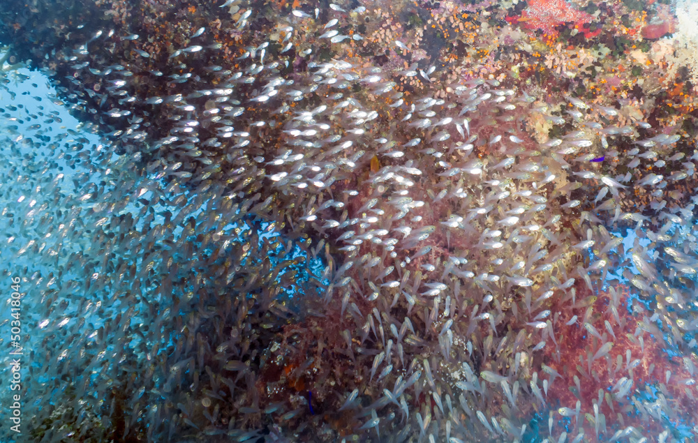 Pygmy Sweepers aka Glassfish (parapriacanthus ransonneti) in the Red ...