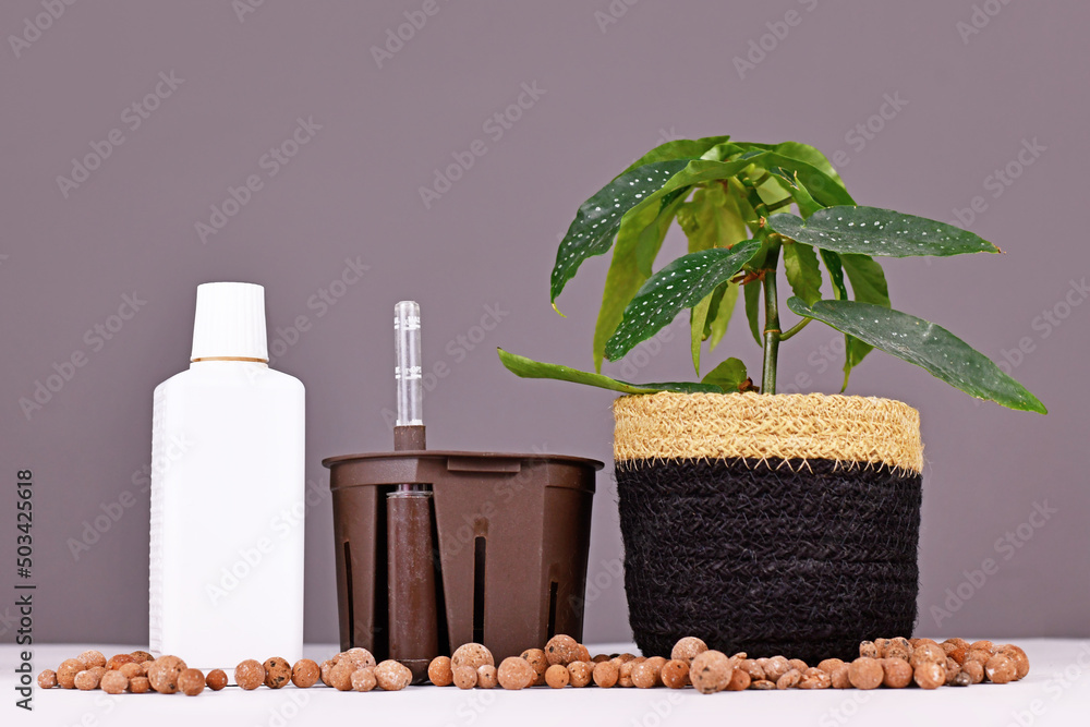 Houseplant passive hydroponics concept with pot, water indicator, plant ...