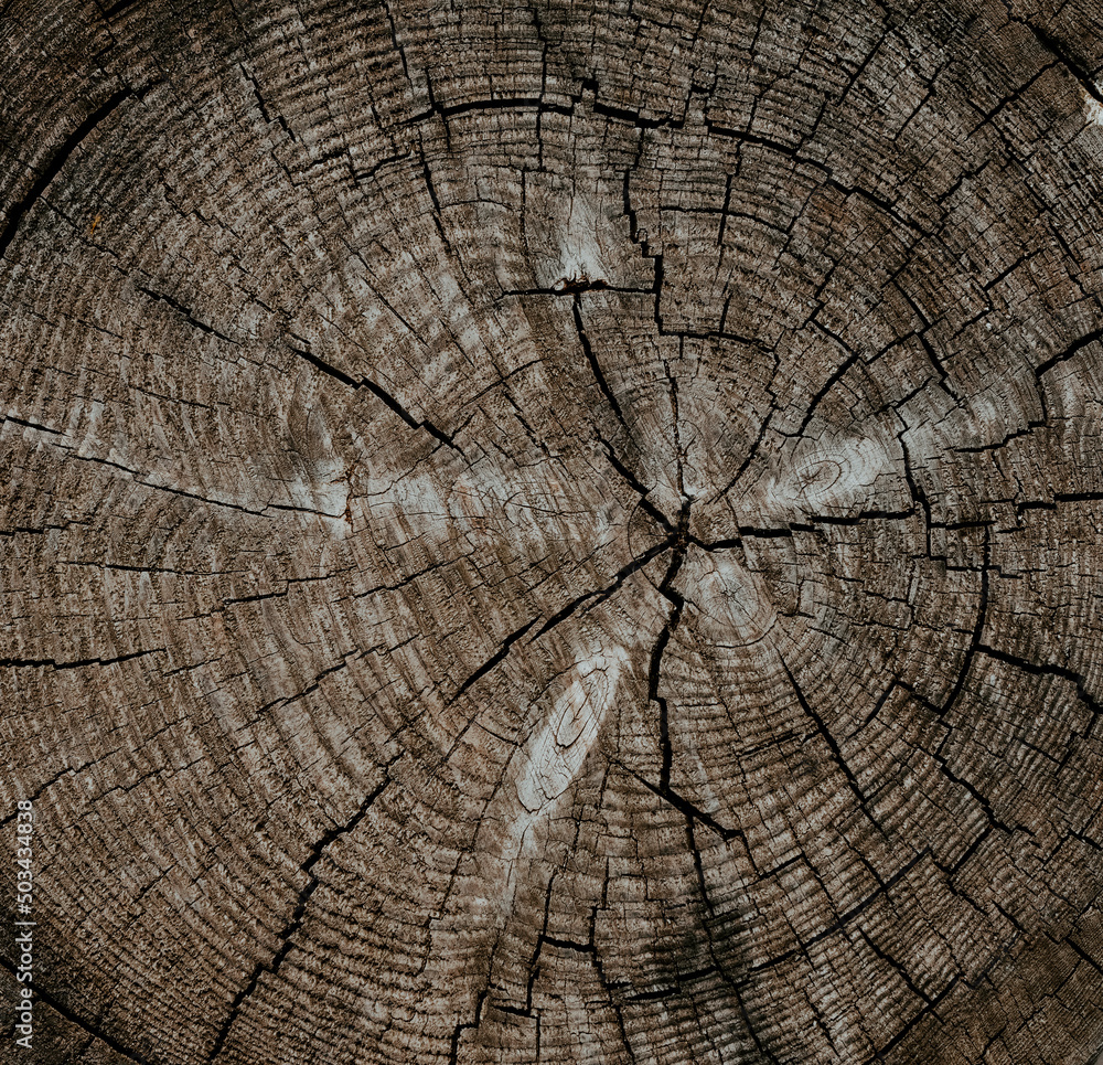 Tree Stump Wood Texture Background. Section Surface with Annual Rings ...