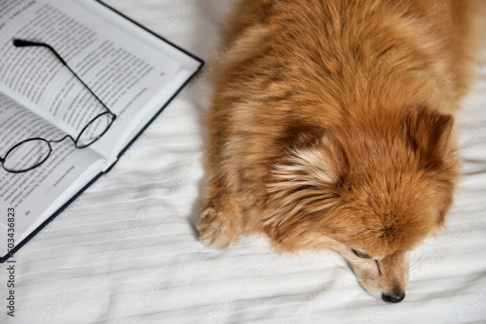 Small fluffy dog of the German Spitz breed lies on a white bed next to ...