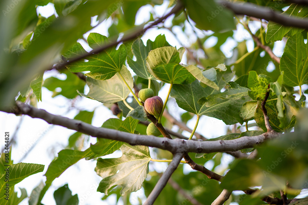 Fig tree with fruits. Summer. fruits on the tree. The fig grew on the ...