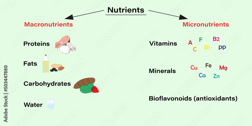 A diagram of the composition of nutrients, what are macronutrients and ...
