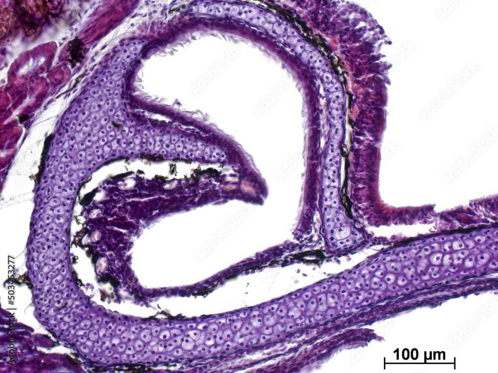 Sagittal section through vomeronasal organ (Jacobson's organ) marsh ...