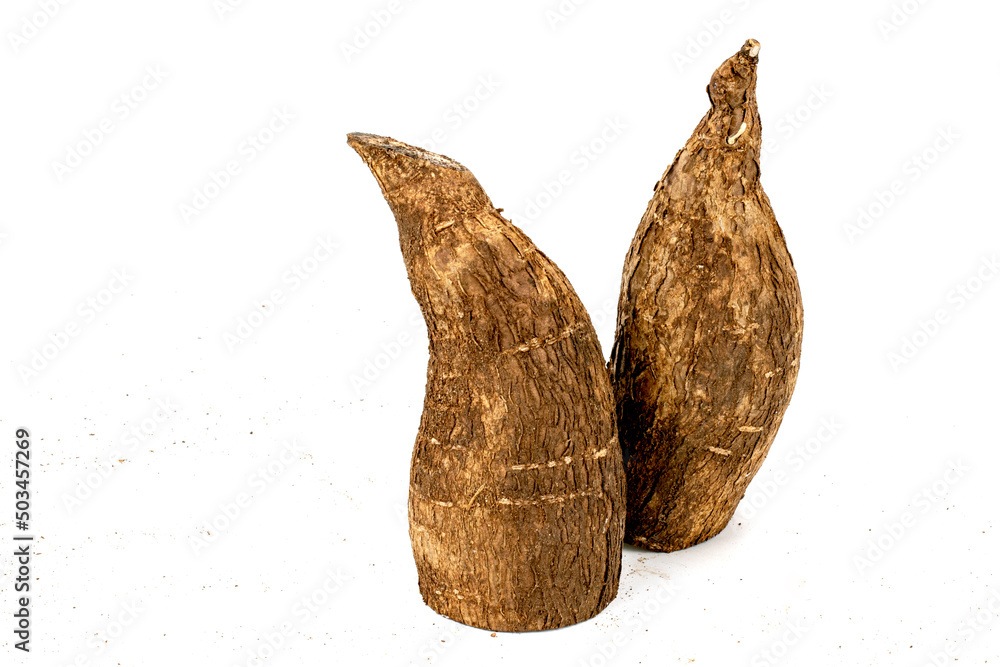 Tapioca / Kappa - roots of the cassava plant, cut and whole isolated in ...