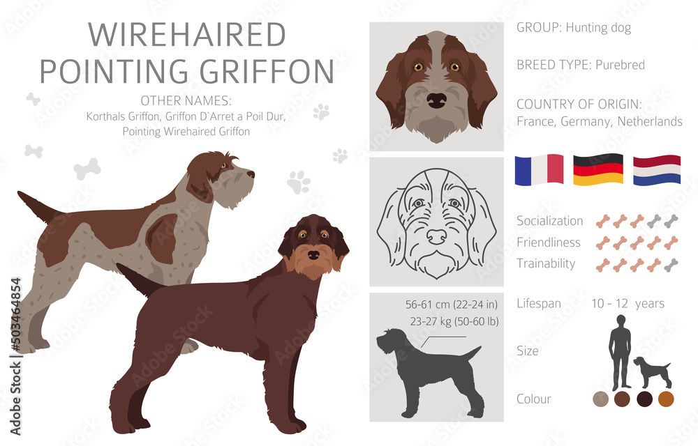 Wirehaired Pointing Griffon clipart. Different poses, coat colors set Stock Vector | Adobe Stock
