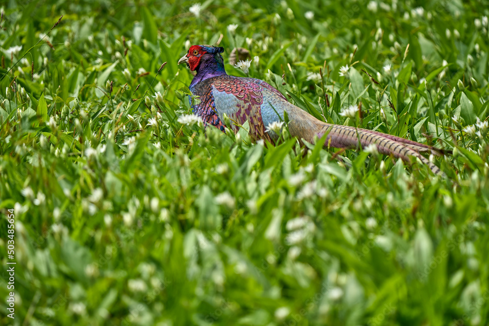 colorful male pheasant, Phasianus colchicus, in its natural habitat in ...