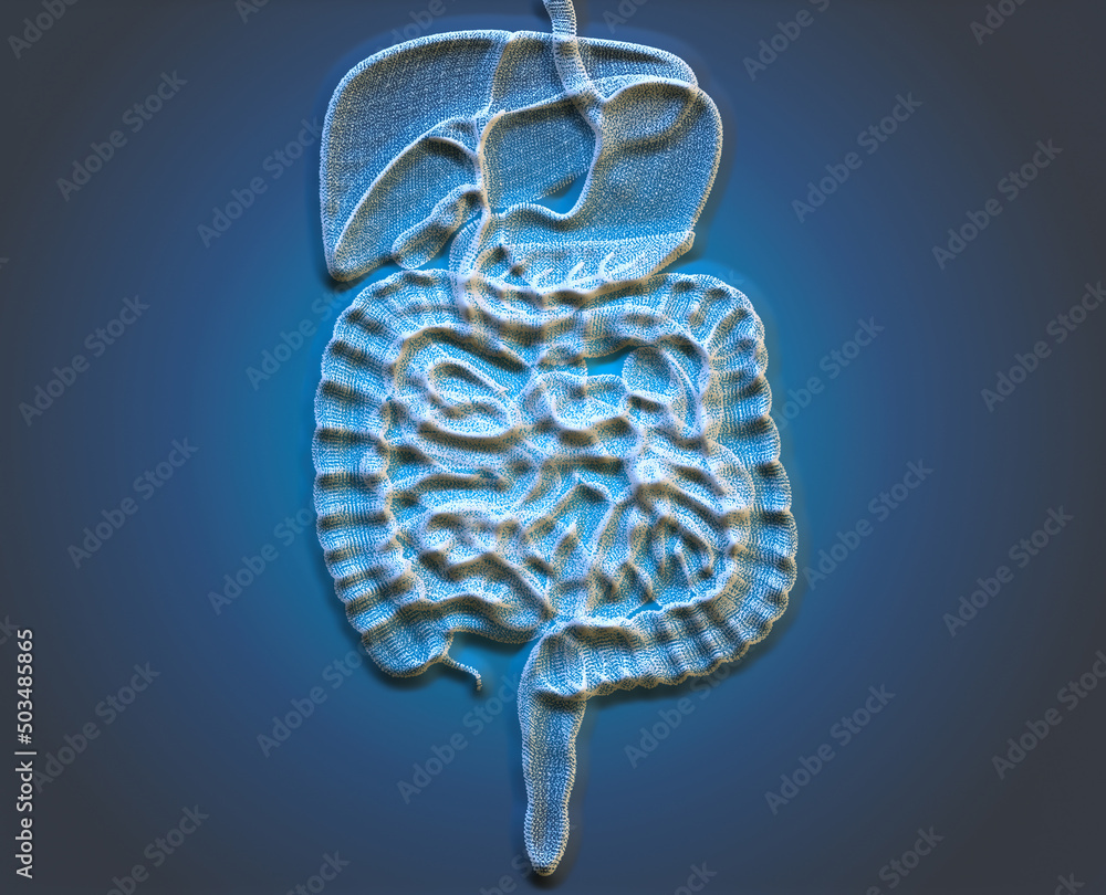 Human body, digestive system, anatomy. Intestine. Enlargement on the ...