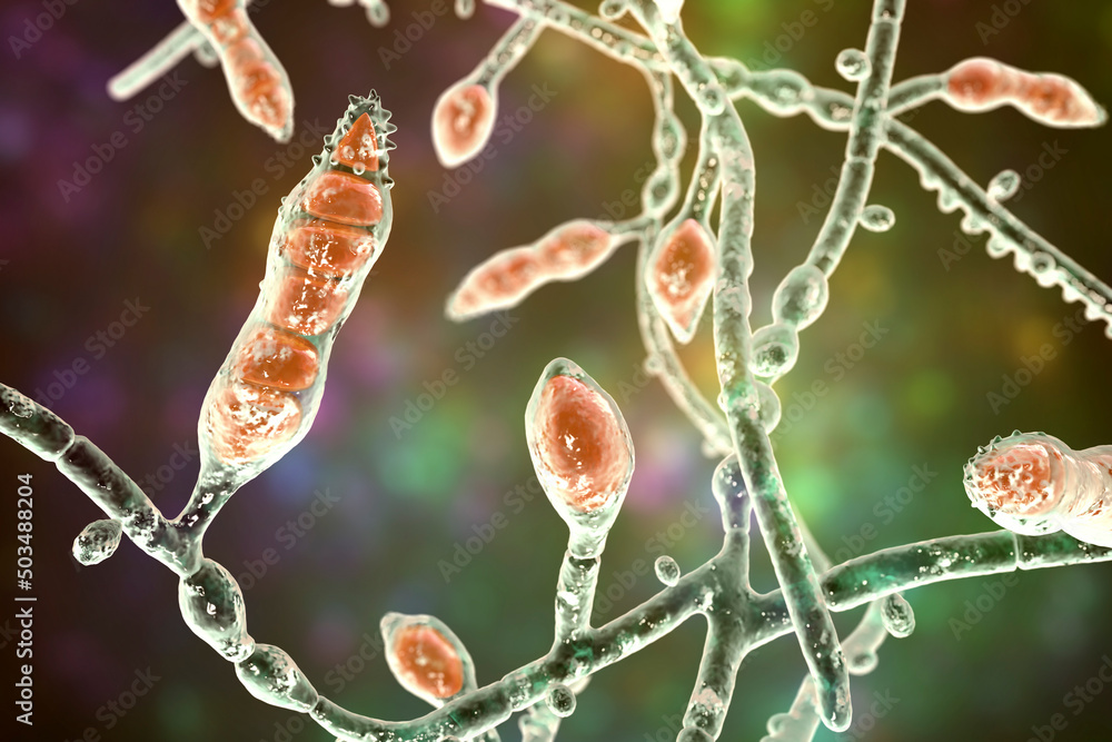 Microsporum Audouinii